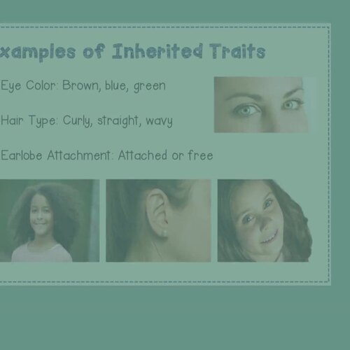 Inherited Traits & Learned Behaviors PowerPoint & Graphic Organizer