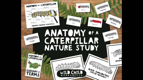 Anatomy of a Caterpillar Nature Study, Life Cycle of a Butterfly ...