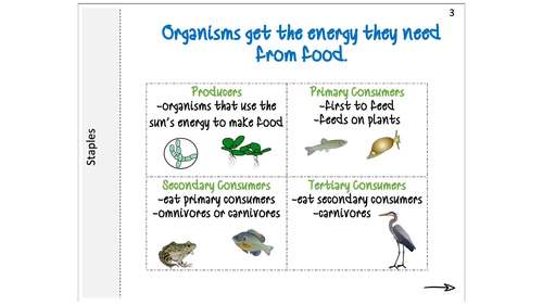 Energy Flow in an Ecosystem--Guided Notes MiniBook NGSS MS-LS2-3