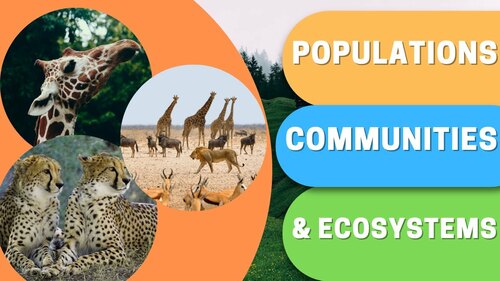 What are Populations, Communities & Ecosystems? by STEAMspirations