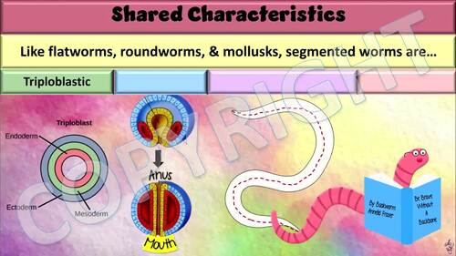 Phylum Annelida (Segmented Worms) PowerPoint Slideshow + FREE Guided Notes