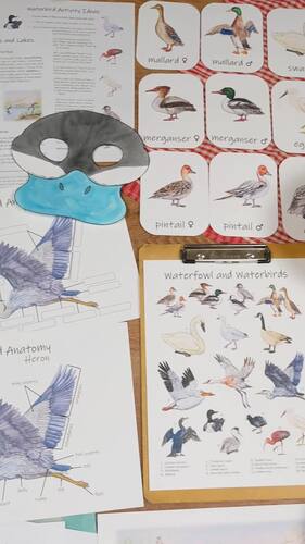 Waterfowl & Waterbirds Unit: the wild birds of freshwater lakes and ...