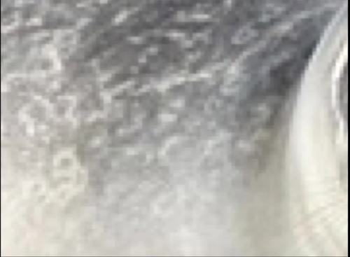 DIGITAL Zoom Out Guess the Animal Icebreaker Game Part 2 for Distance ...