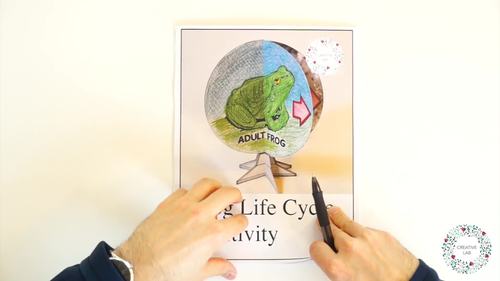 Frog Life Cycle - 3D Model Craft Activity - 100% Editable by Creative Lab