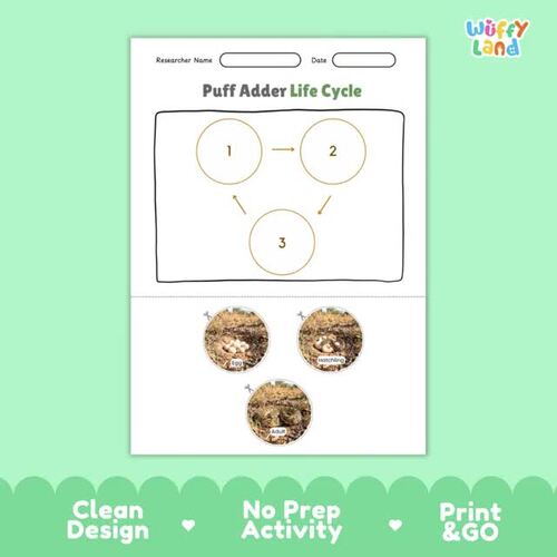 Puff Adder Life Cycle Poster and Cut and Paste Science Activity Worksheets