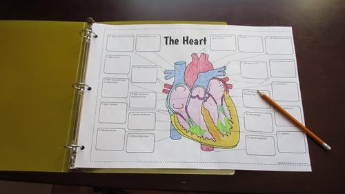 Heart Structure Foldable - Big Foldable for Interactive Notebooks or ...