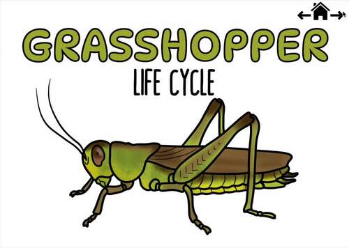 Grasshopper Life Cycle Boom Cards™ - Language Activities by Pear Tree ...