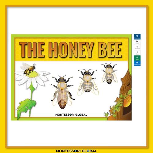 Parts of a Bee and Life Cycle of a Bee | Montessori 3-Part Cards and ...