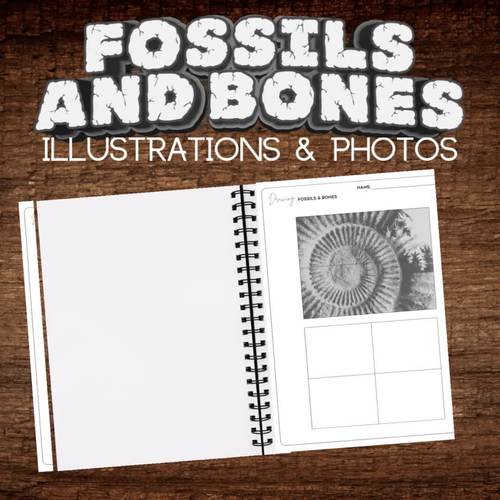 Fossil & Bones Art Worksheets, Art Sub Plan, Perfect Art Bellwork/Bell ...