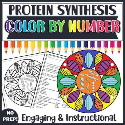 Protein Synthesis Color by Number | Biology Review Worksheet Activity