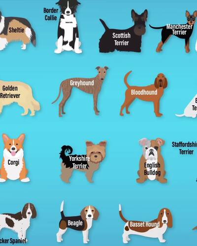 British Dog Breeds Illustration Bundle - 26 Hand Drawn Png UK Canine ...