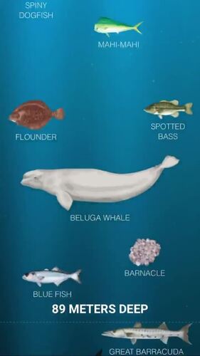 Ocean zones and Marine life - printable worksheet by Mini Creatives