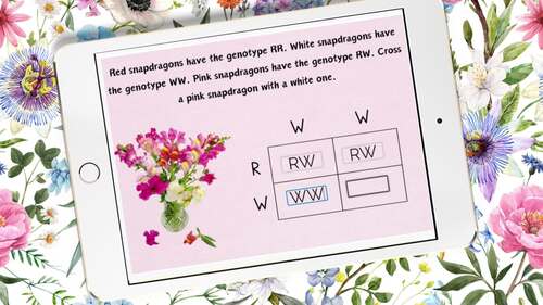 Punnett Squares with simple and incomplete dominance digital task Boom ...