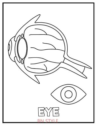 Fun & Festive Human Anatomy Coloring Pages for Curious 2nd Graders!