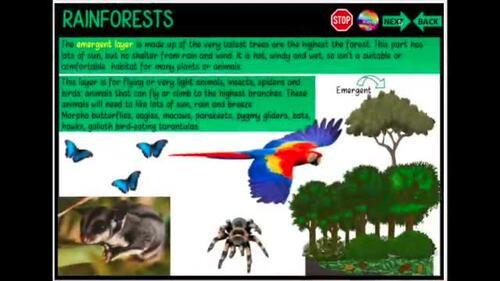Informational Reading and Tasks about RAINFOREST ANIMALS by Aussie Waves