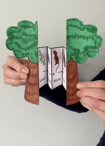 Toys Toys & Games Rainforest ocean and woodland Science Digital ...