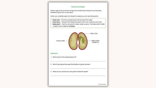 Year 2 Science Plants | Printable Science Lesson Resources by Savvy ...