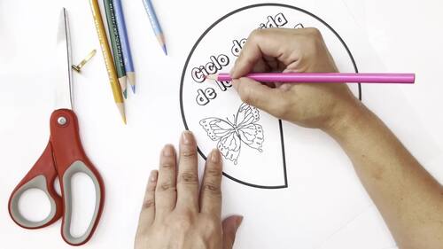 Los Insectos - Ciclos de Vida Ruedas by Educaclipart | TPT