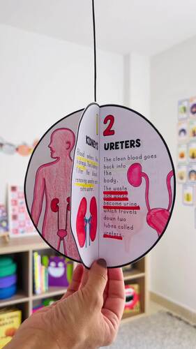 Excretory System Diagram Craft Activity | 3D Science Craftitivity ...