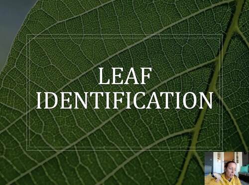 Leaf Identification Lecture 6 PowerPoint by Quick Science Stuff | TPT