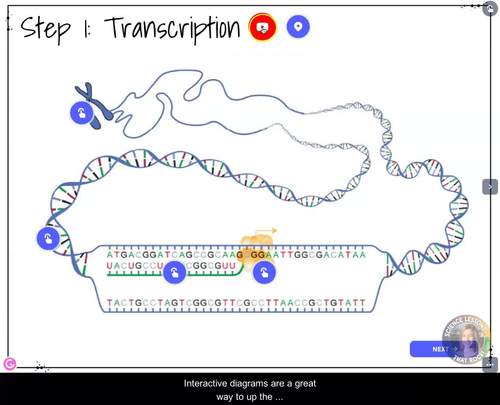 Protein Synthesis Interactive Diagram by Science Lessons That Rock