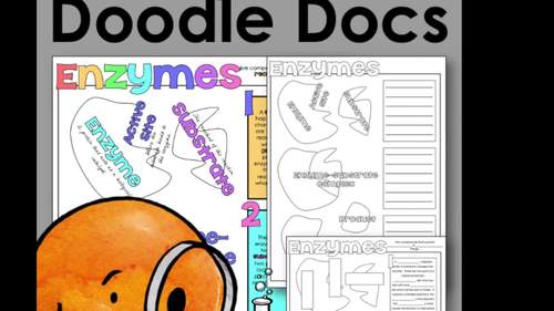 Enzymes Doodle Notes with Differentiation for Notes Review or Assessment