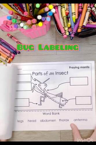 Bug Labeling | Parts of a Bug, Insect, Butterfly {spring, label, bug ...