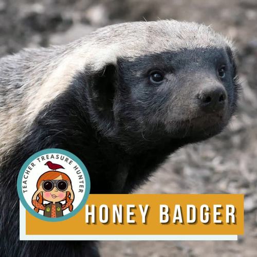 Honey Badger African Animals Report Grasslands Animal Research read and ...