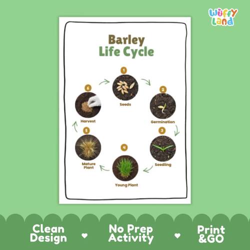 Barley Life Cycle Sequencing Craft & Poster | Plant Science Farm Activity