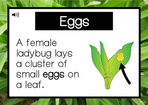 Ladybug Life Cycle BOOM CARDS - Digital Task Cards + Printable Activities