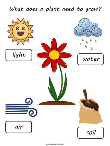Plant Needs, What Do Plants Need to Grow Worksheets, Germination, T-WWF442
