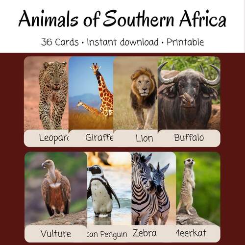Southern Africa Animal Flash Cards & Matching Games by Scribble & Shine co.