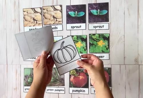 Pumpkin Life Cycle Sequencing Book- Montessori 3 Part Cards by Liv and Leb
