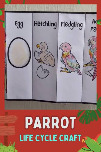 Foldable Parrot Life Cycle Learning Activity For Kids | PDF Download
