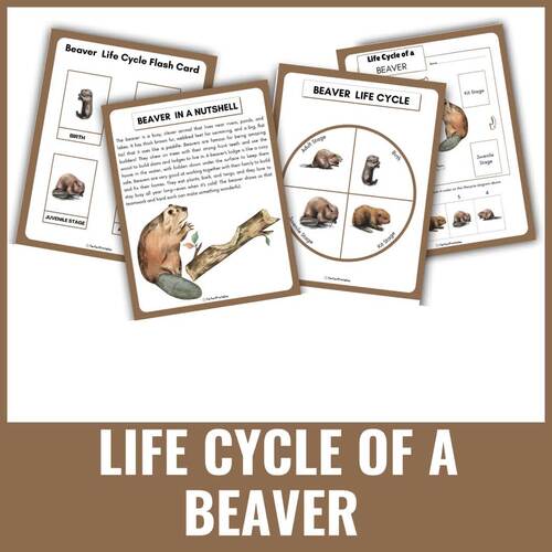 Beaver Life Cycle Worksheet | Mammal/Rodent Unit Study With Fun Facts!