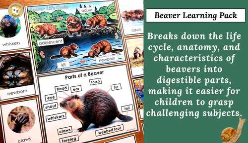 Parts of Beaver Life Cycle Types Montessori Nomenclature 3 Part Cards Facts