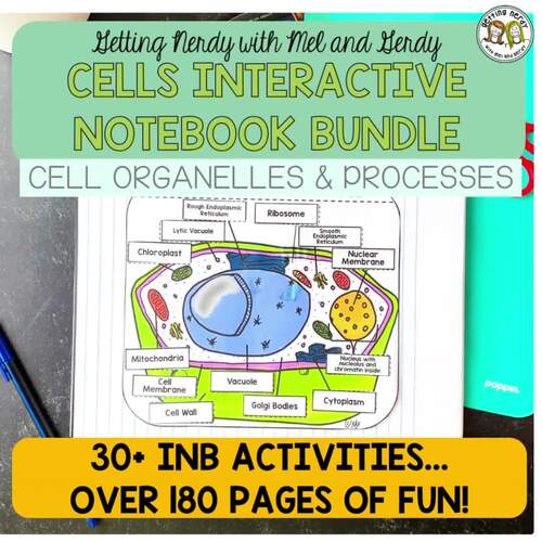 Cells | Interactive Notebook Activity Bundle | Cell Organelles & Cell ...