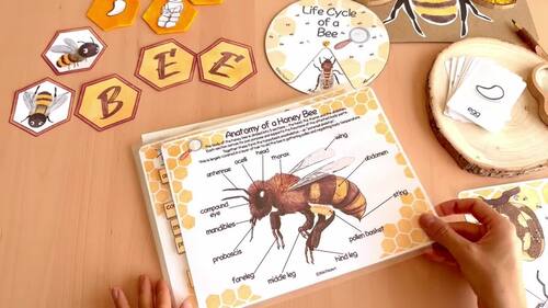 Honey Bee Unit Study - Bee Life Cycle Pack & Anatomy - Honey Bee Poster ...