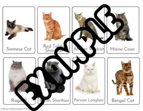 Cats & Parts of a Cat/Montessori 3 Part Cards/Info Cards/Cut & Paste ...