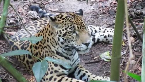 LEOPARD - Interactive PowerPoint presentation including video snippets