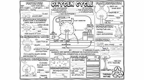 Oxygen Cycle Doodle Notes & Quiz | Photosynthesis • Respiration ...