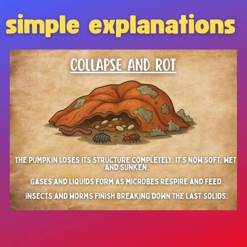 Pumpkin Decomposition Stages | Decomposer Lesson Slides | Fall Presentation