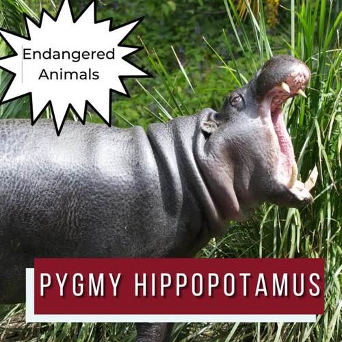 Pygmy Hippopotamus | Endangered Animal research page for animal report
