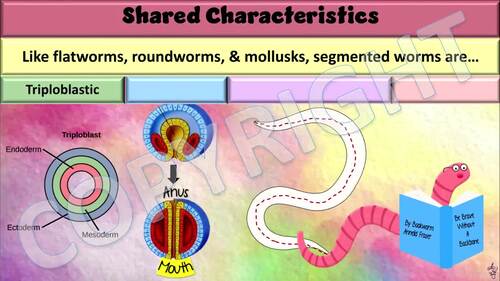 Annelid (segmented worms) Lesson Bundle - PowerPoint, Guided Notes ...