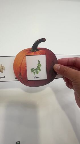 Pumpkin Life Cycle Craft- Pumpkin Slider by Liv and Leb | TPT