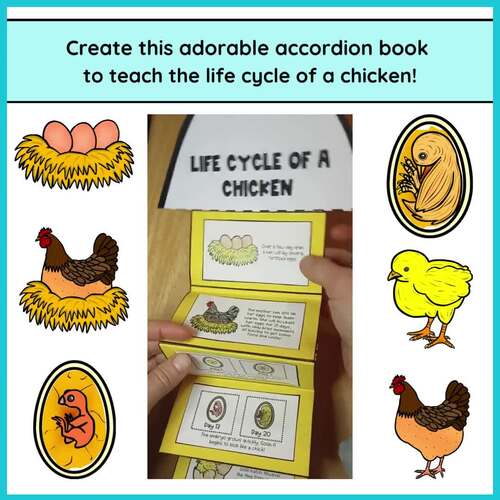 "Life Cycle of a Chick" | An Accordion Book Perfect for a Bird or ...