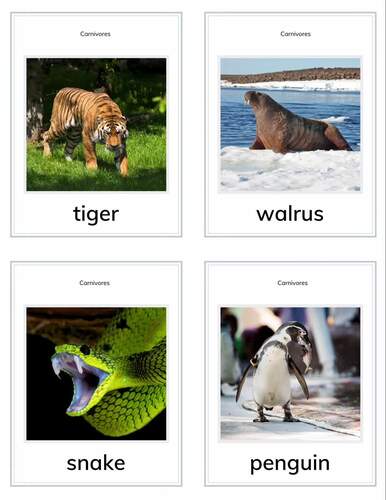 Herbivore, Carnivore & Omnivore Animal Vocabulary Flashcards for PreK-G3