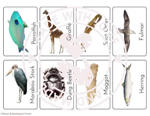 Gross and Weird Animals//Montessori 3 Part Cards/Writing/Informational Text