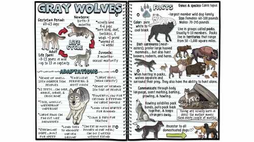 Gray Wolves Doodle Notes & Quizzes (PDF and GF) + PowerPoint | TPT