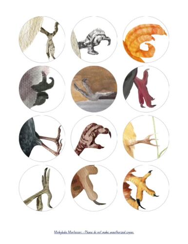 Birds Beaks Feathers Tails 12 Set Pattern Matching Cards Montessori ...